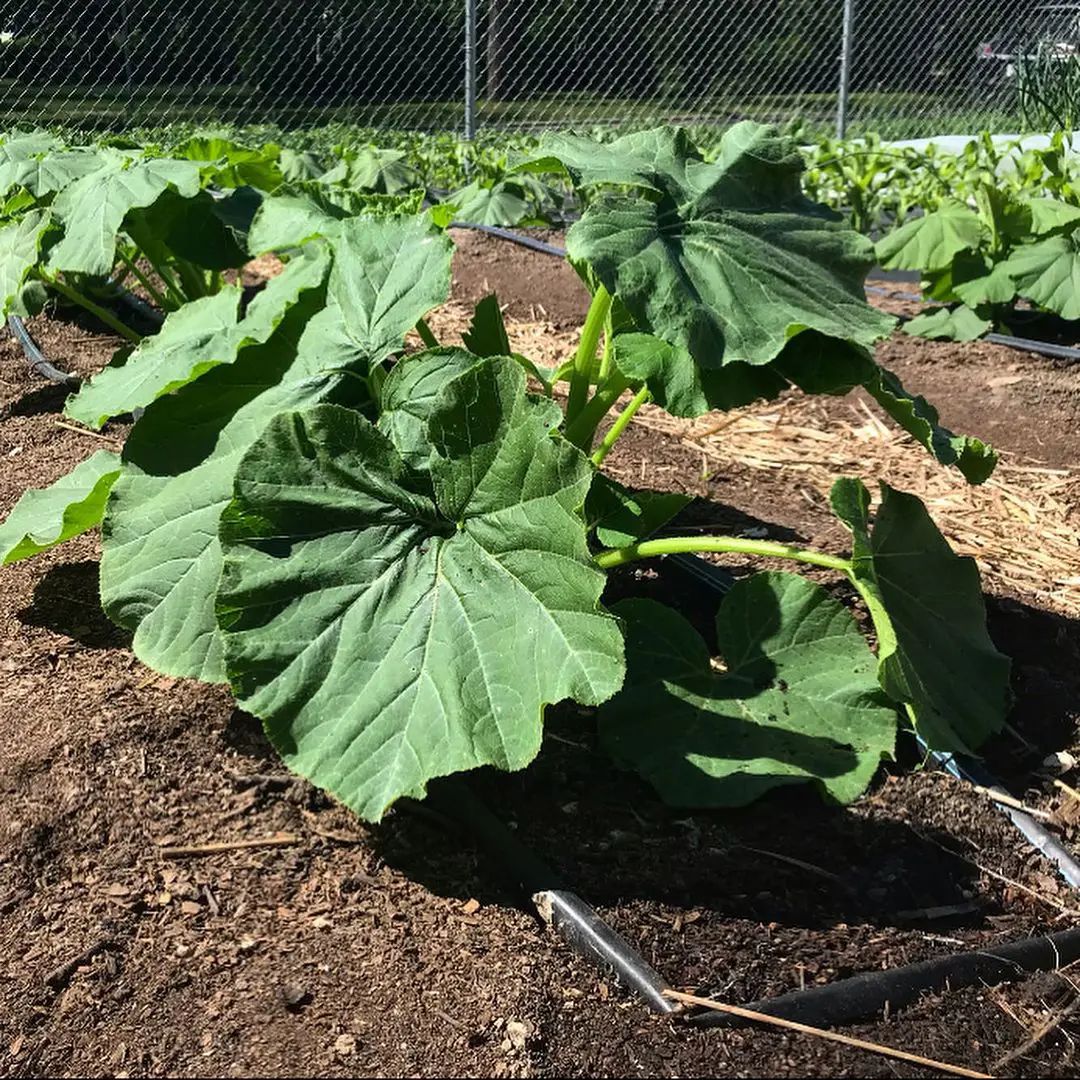 20 Fall Vegetables For Your Backyard