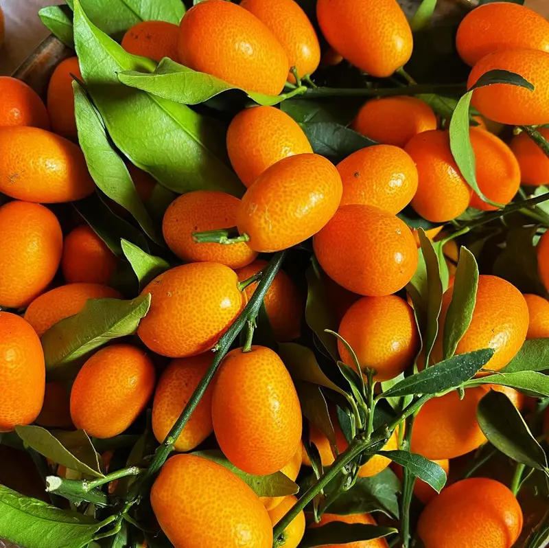 15 Fall Fruits For A Sweet Harvest Season