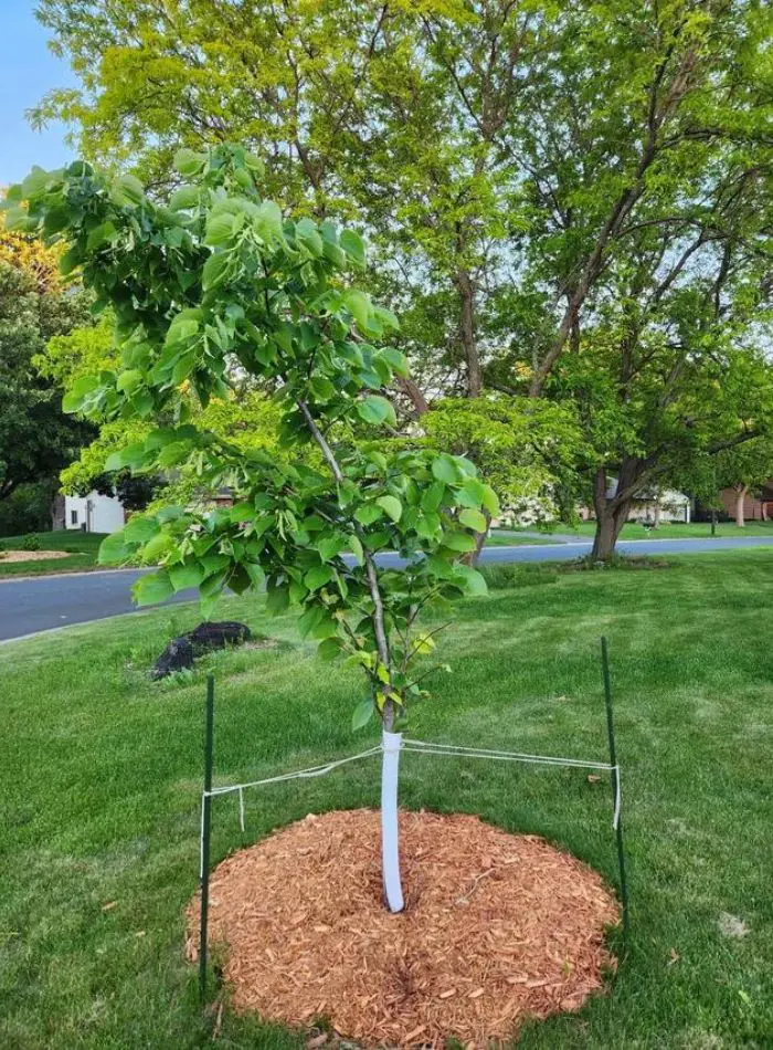 How To Plant A Tree In 15 Steps