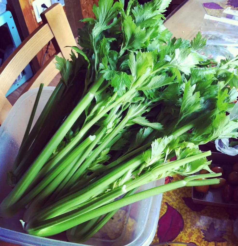 How to Store Celery For Maximum Flavor