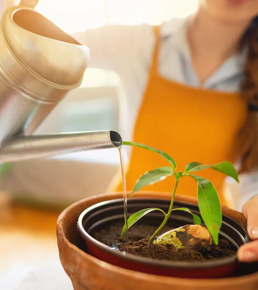 How To Grow And Care For A Mango Tree