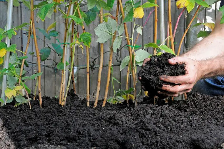 Compost For Plants: Benefits And How To Use Them