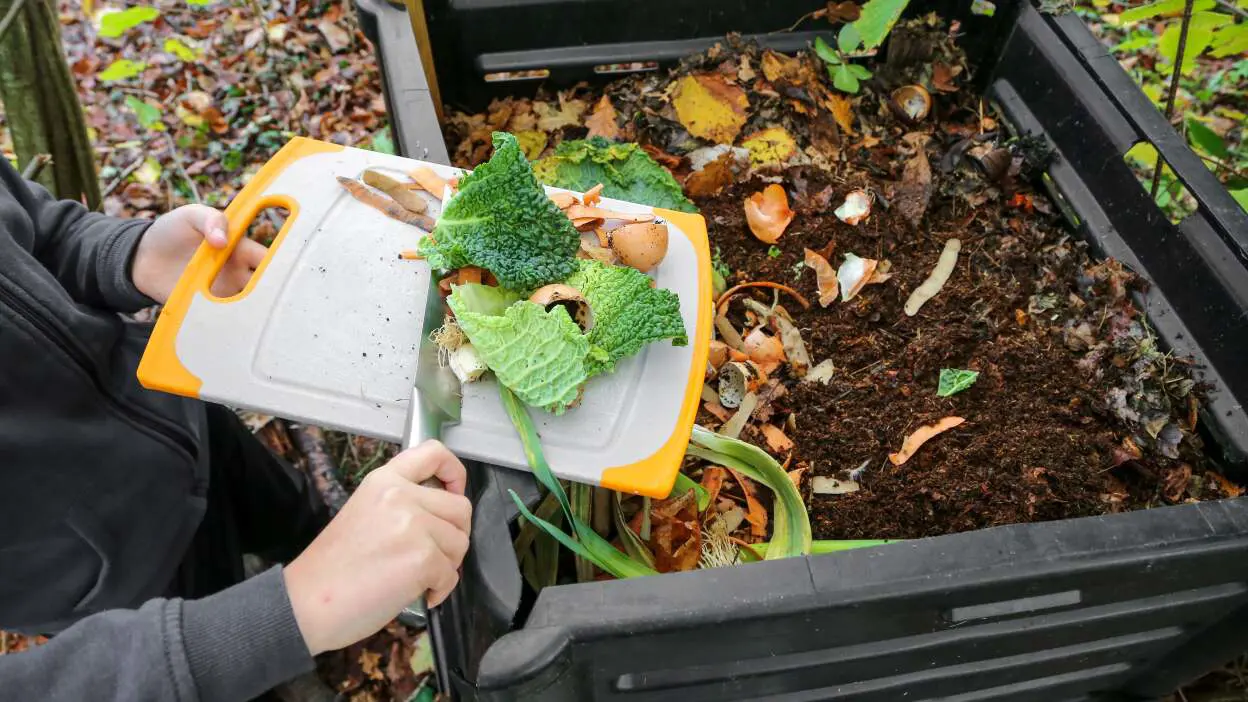 Compost For Plants: Benefits And How To Use Them