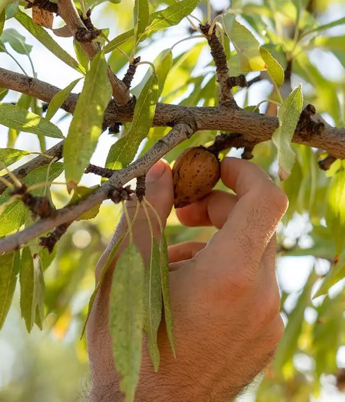 How To Grow And Care For Almond Trees
