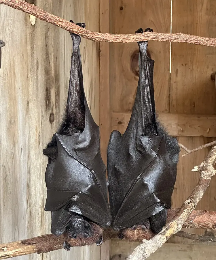 How To Get Rid of Bats In Home & Yard