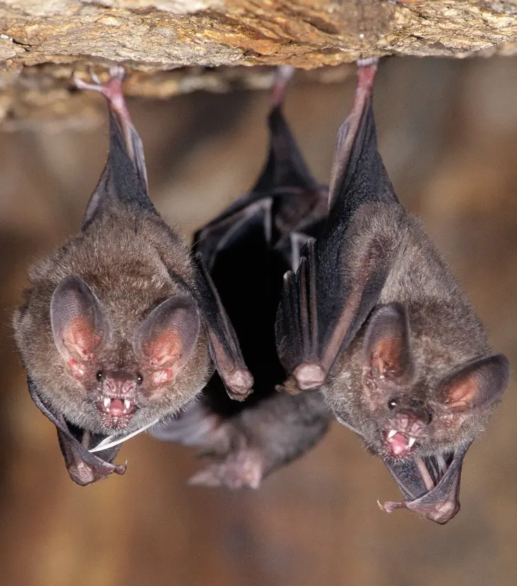 How To Get Rid of Bats In Home & Yard