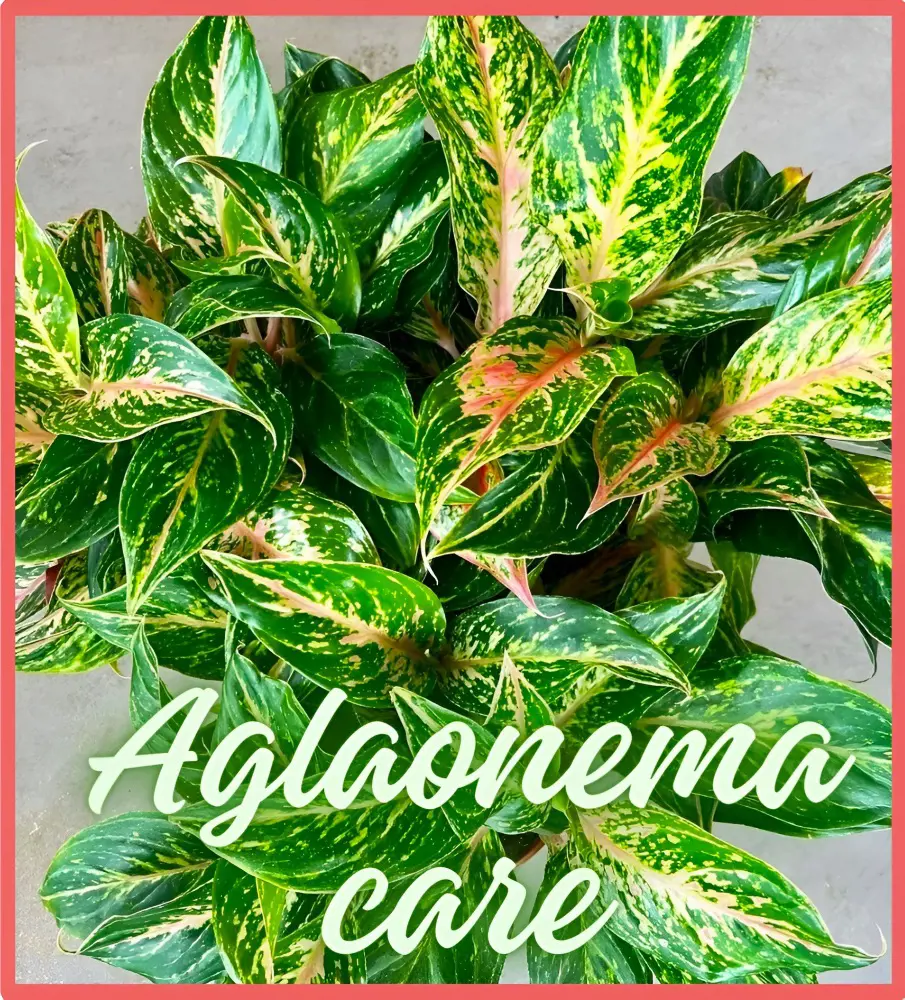 Aglaonema Plant Care and Growing Guide