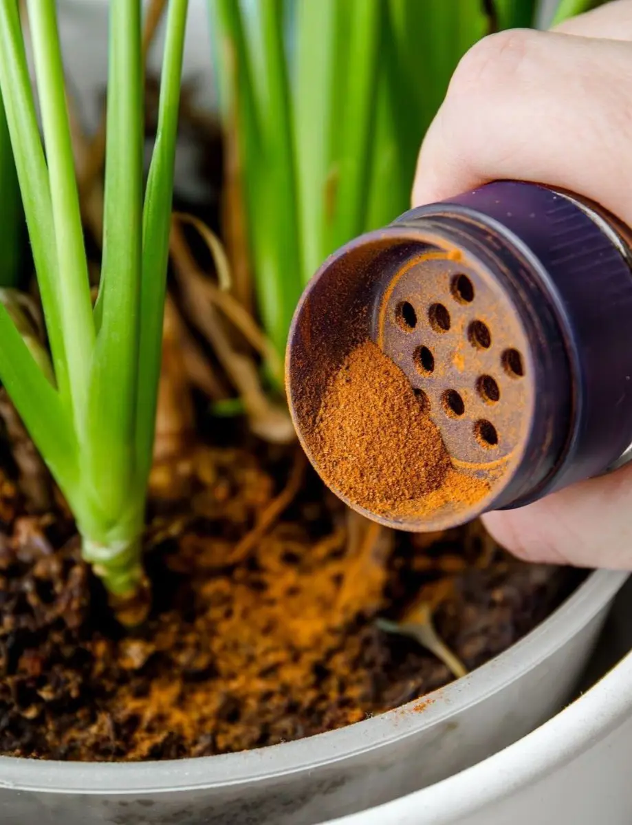 How To Remove Mold In Houseplant Soil