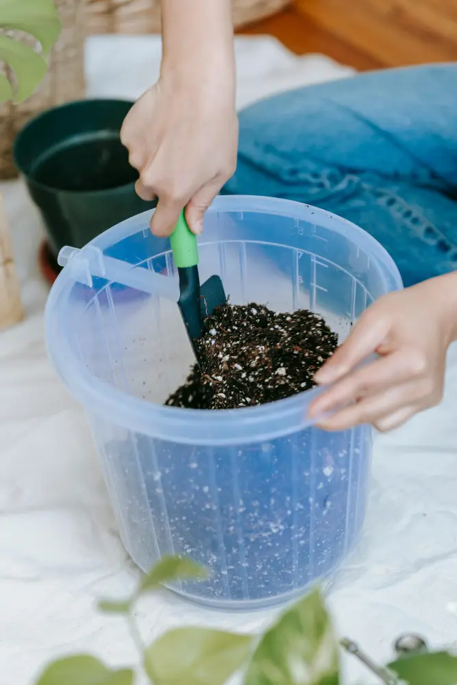 How To Remove Mold In Houseplant Soil
