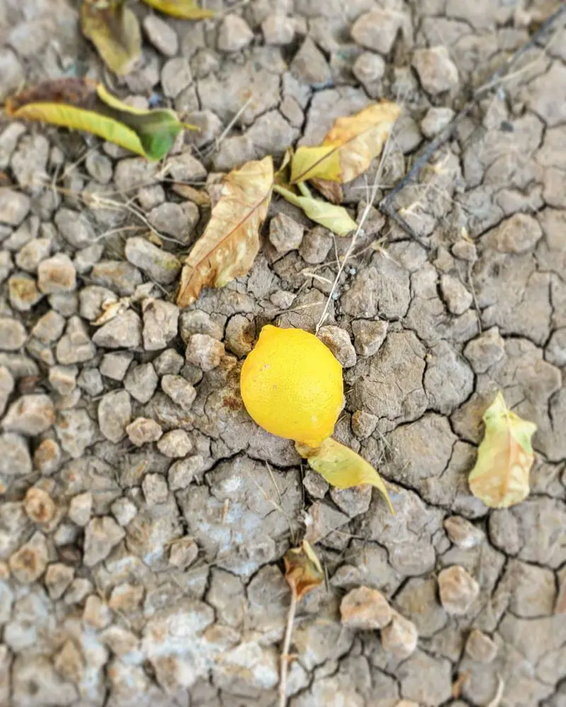 How To Plant And Grow a Lemon Tree From Seed