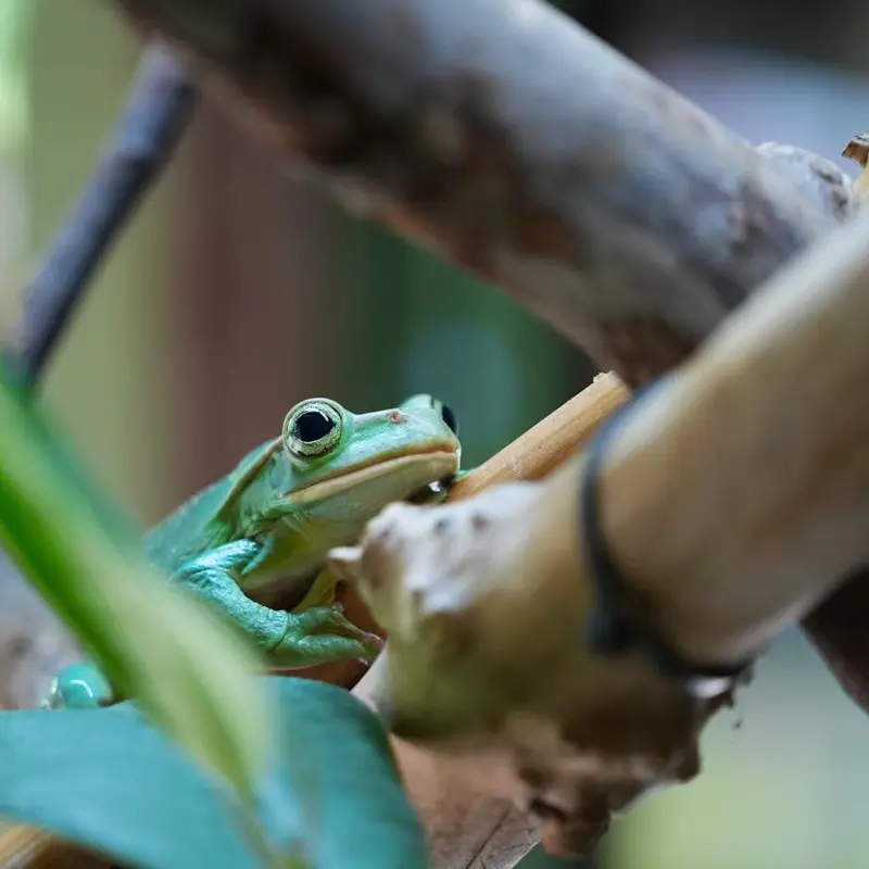 How To Get Rid of Frogs In Garden