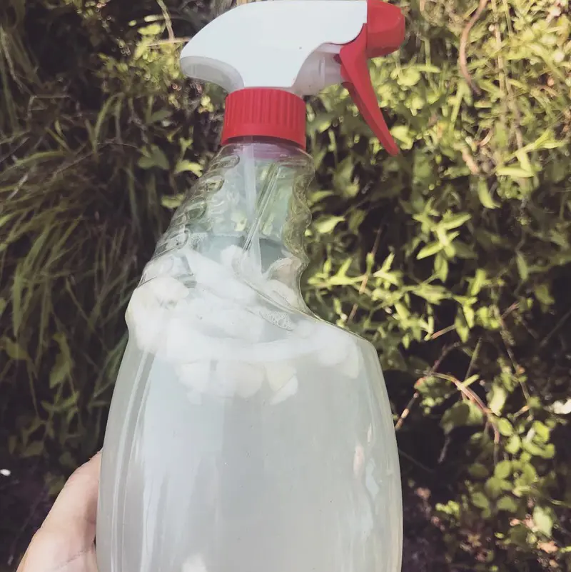 How To Get Rid of Frogs In Garden