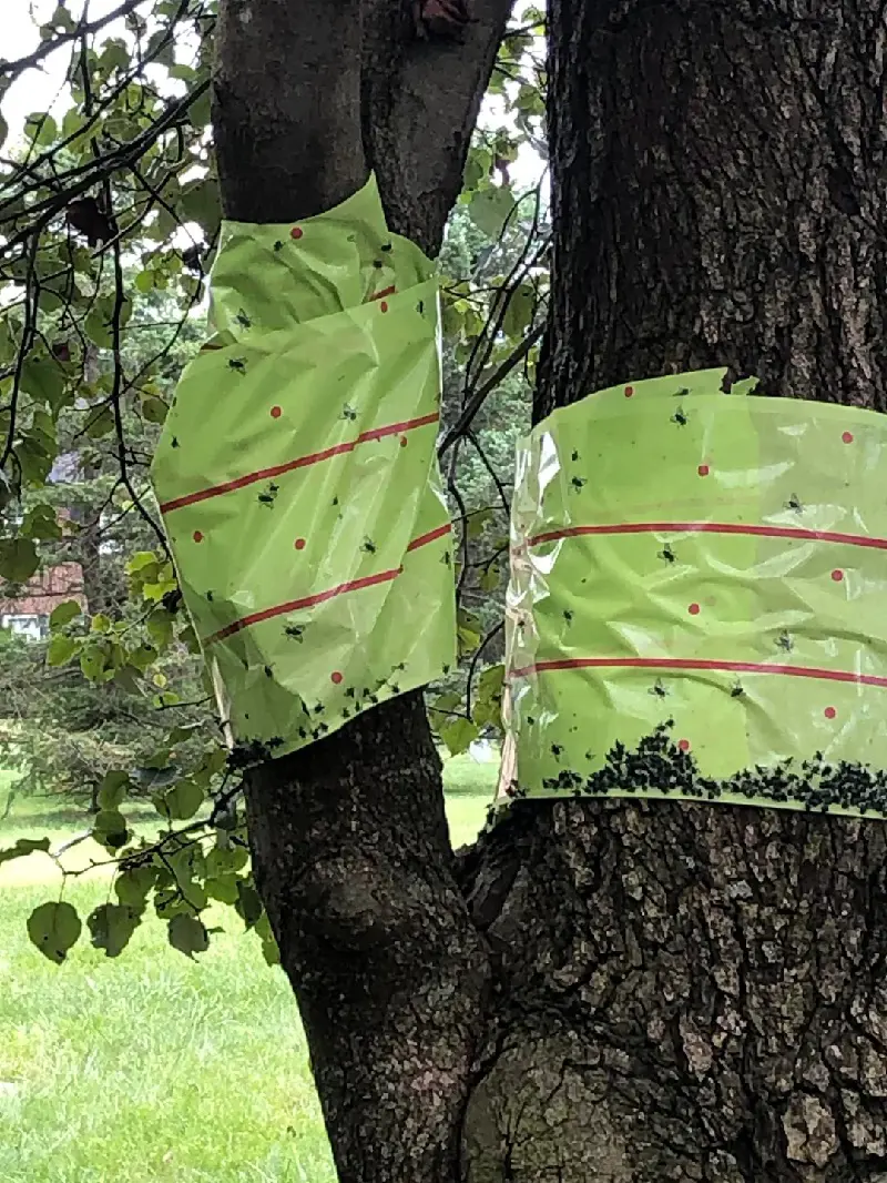 How To Get Rid Of Lanternfly In Your Yard