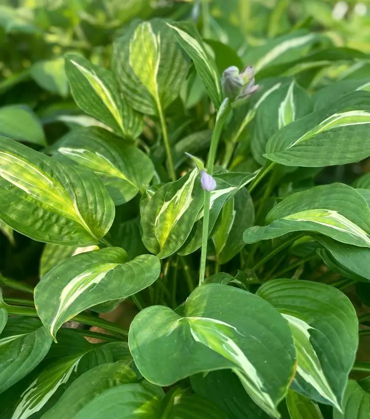 How To Care For A Hosta Plant