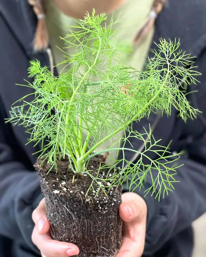 How to Grow Dill Plants: The Complete Guide