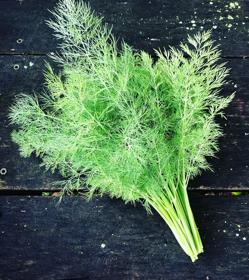 How to Grow Dill Plants: The Complete Guide