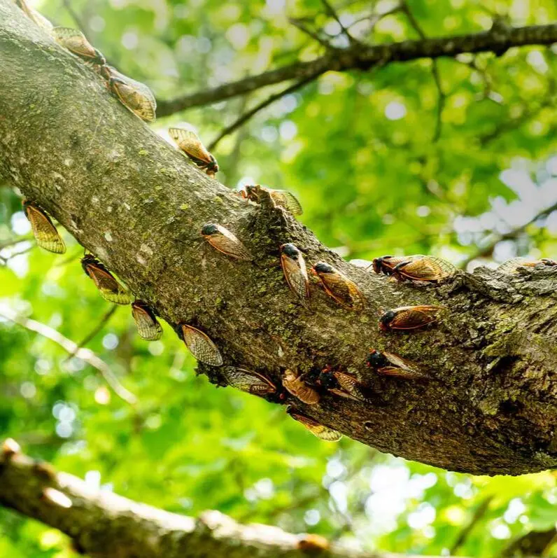 What Do Cicadas Eat In Your Yard And Wild