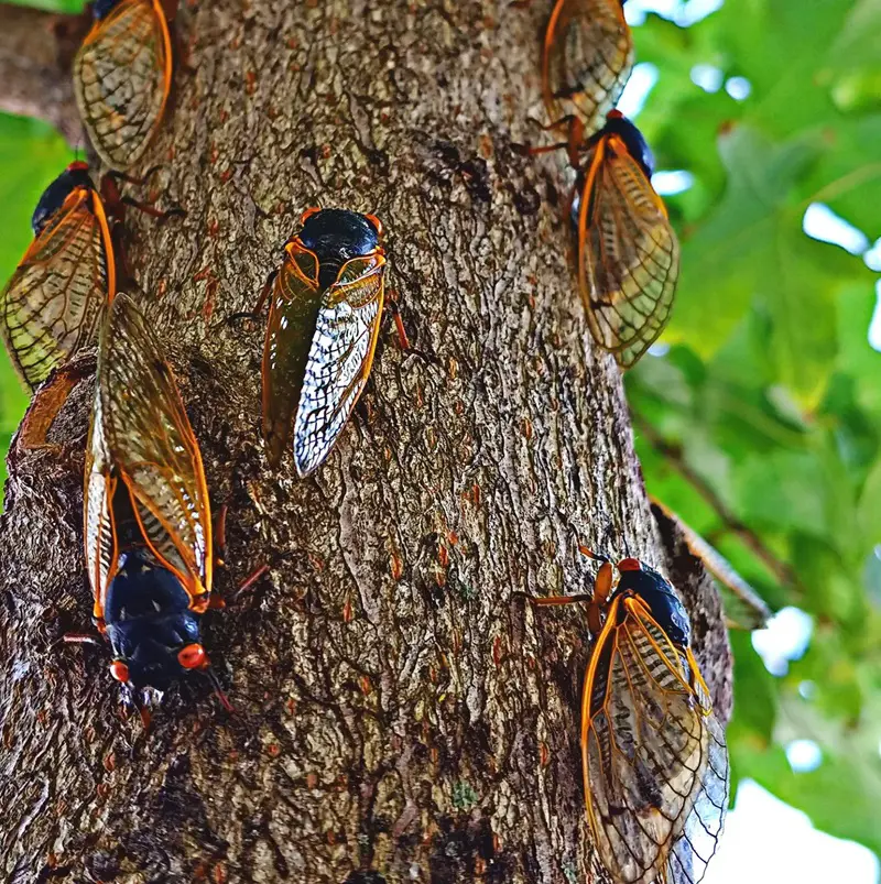 What Do Cicadas Eat In Your Yard And Wild