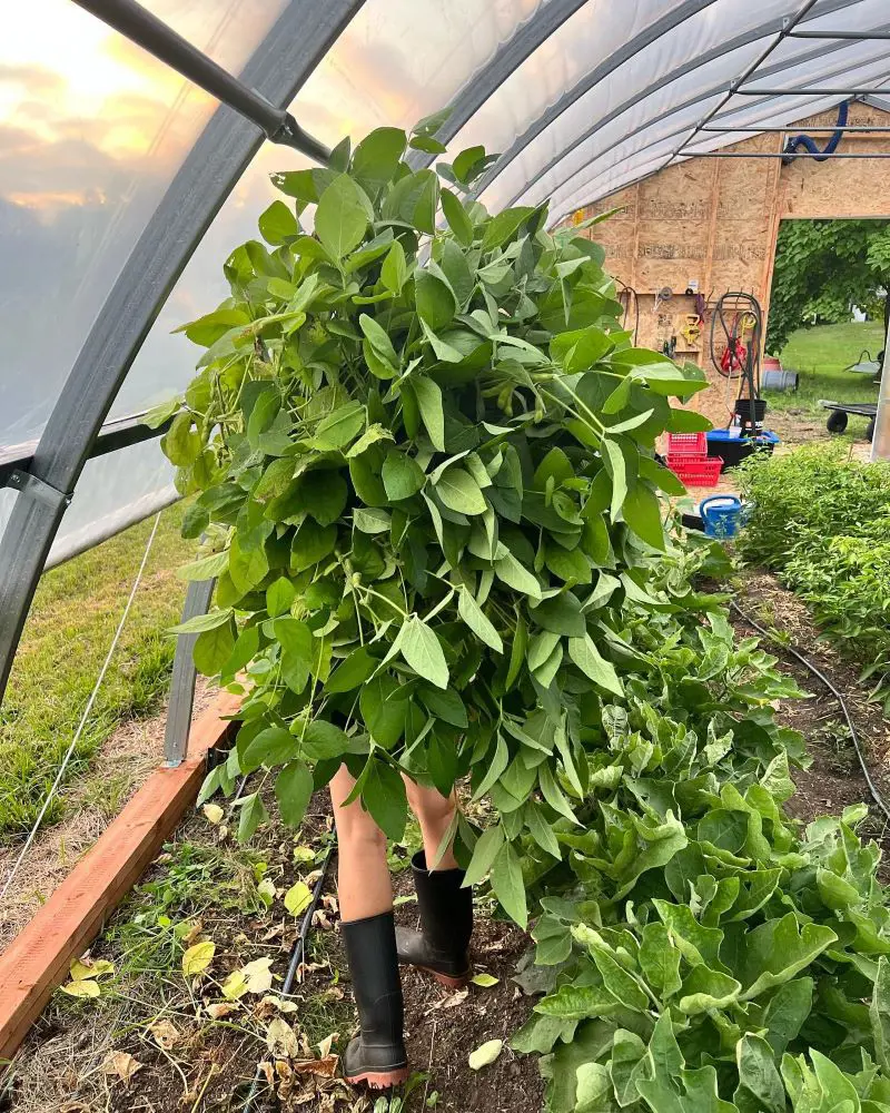 How to Grow and Care For Edamame
