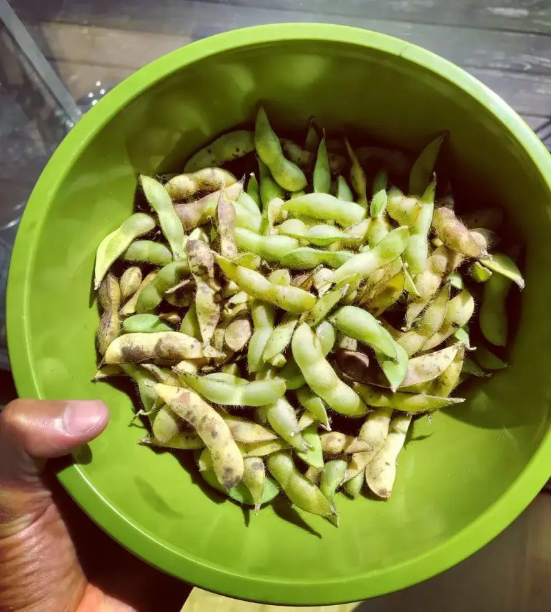 How to Grow and Care For Edamame