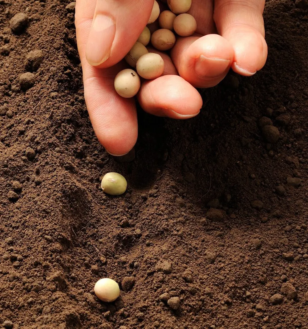 How to Grow and Care For Edamame
