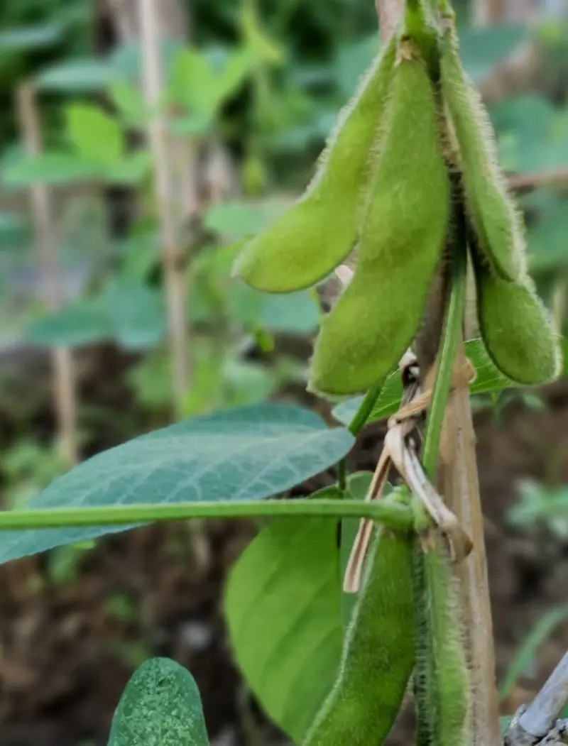 How to Grow and Care For Edamame