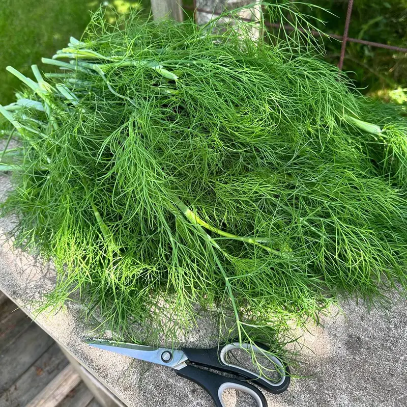 How To Harvest Dill Weed And Seeds