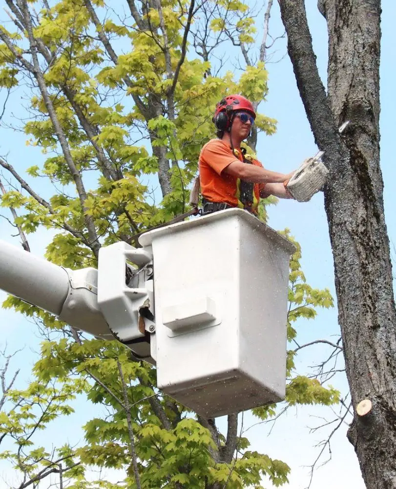 How To Prune Trees For A Lush Greenery