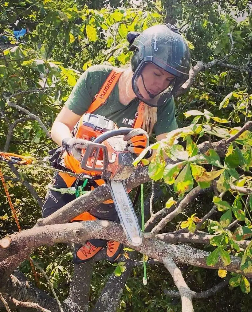 How To Prune Trees For A Lush Greenery