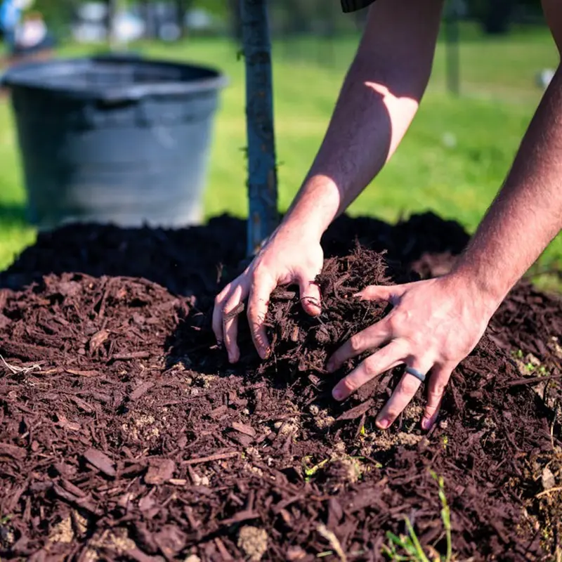How To Get Rid of Thistle In Lawn