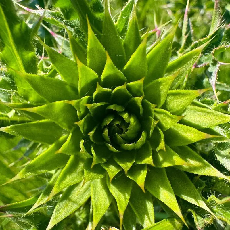 How To Get Rid of Thistle In Lawn
