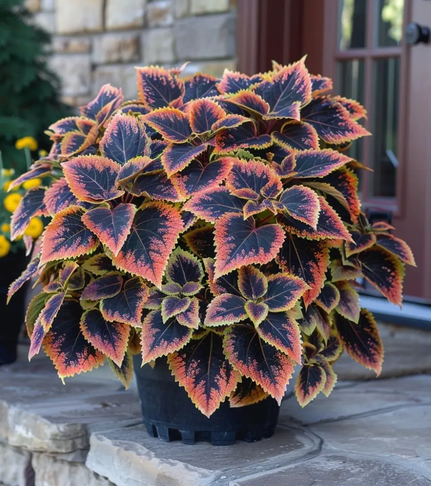 Coleus Plant Care And Growing Guide