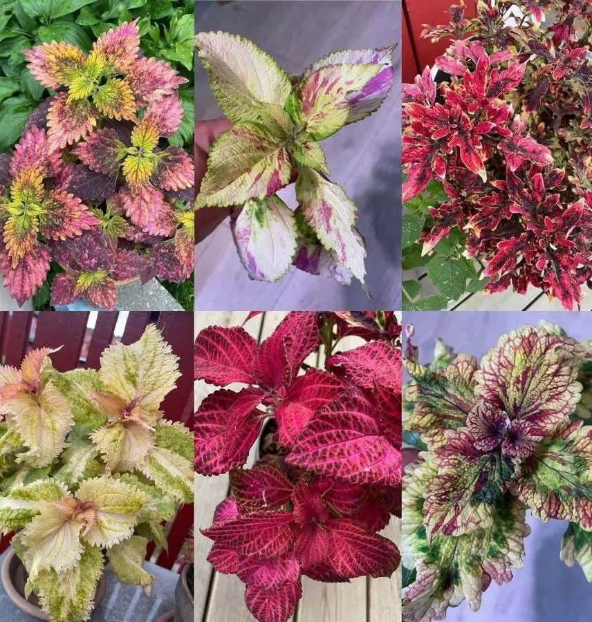 Coleus Plant Care And Growing Guide