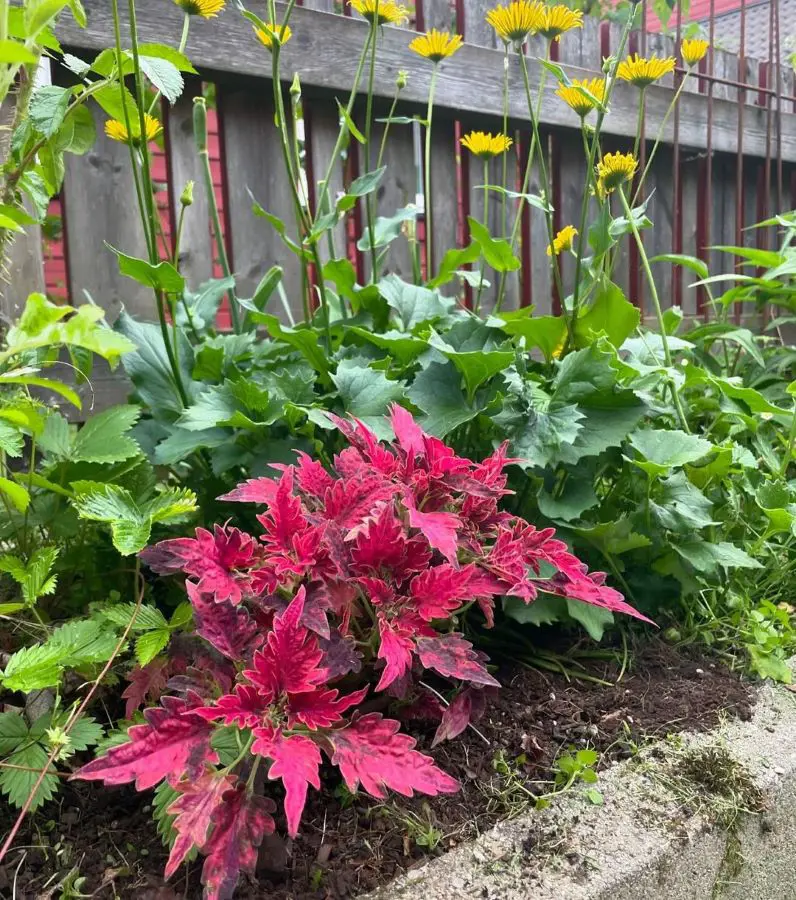 Coleus Plant Care And Growing Guide