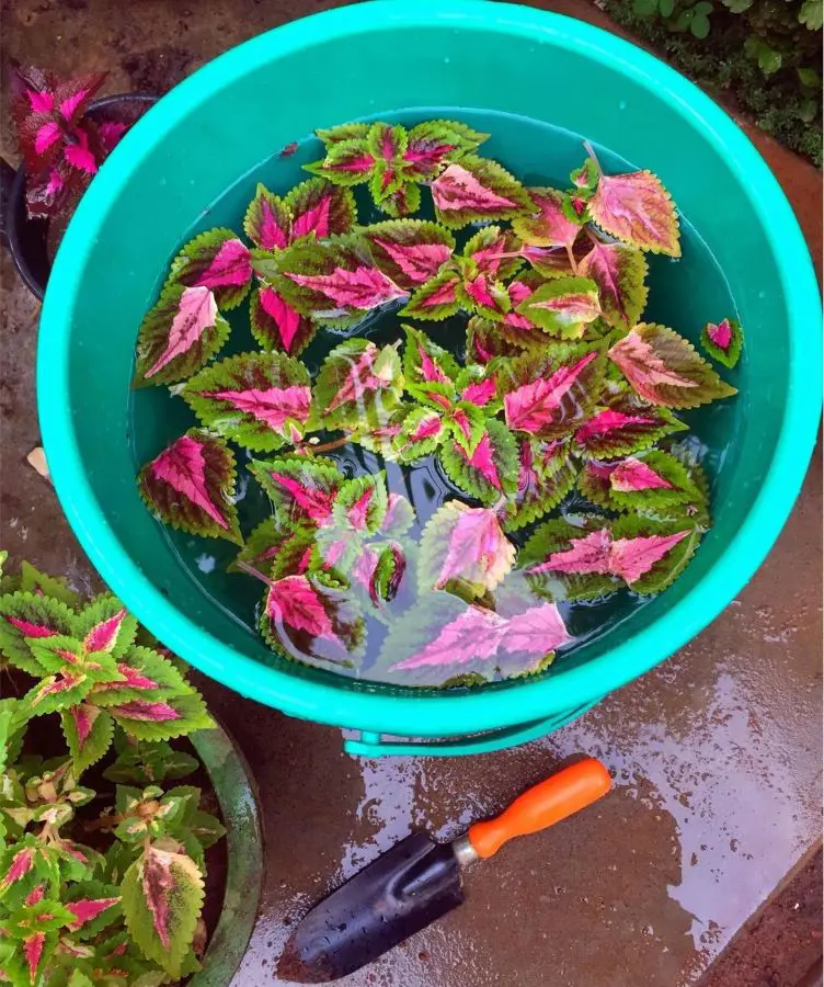 Coleus Plant Care And Growing Guide