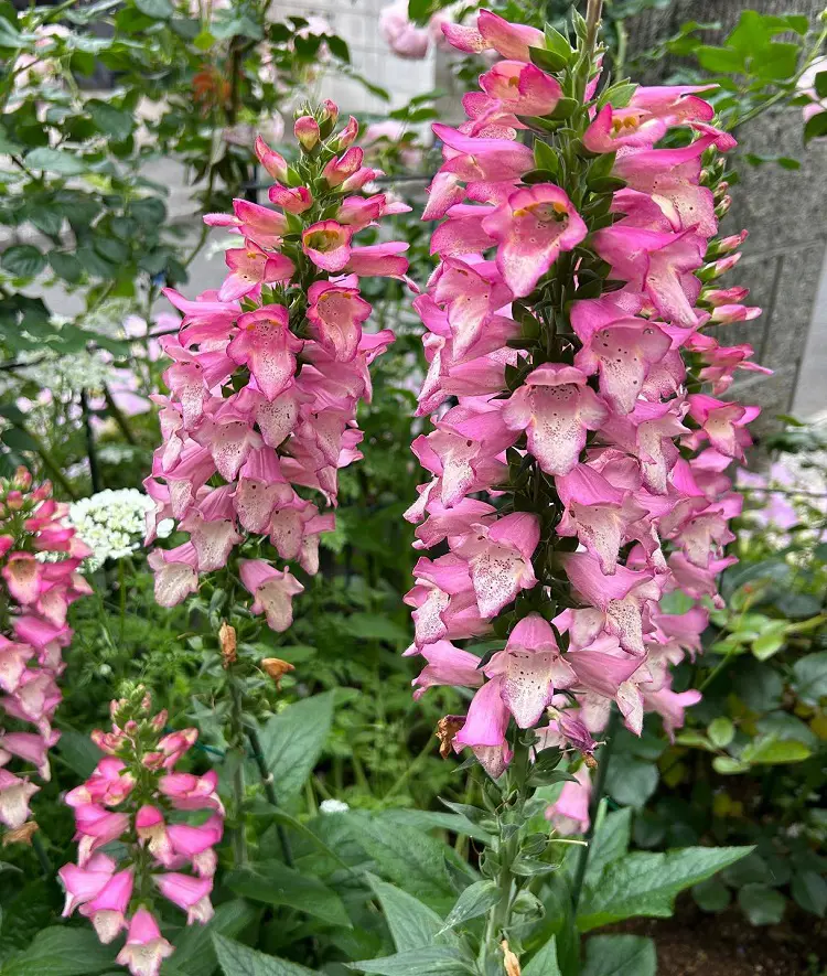Foxglove Plant Care And Growing Guide