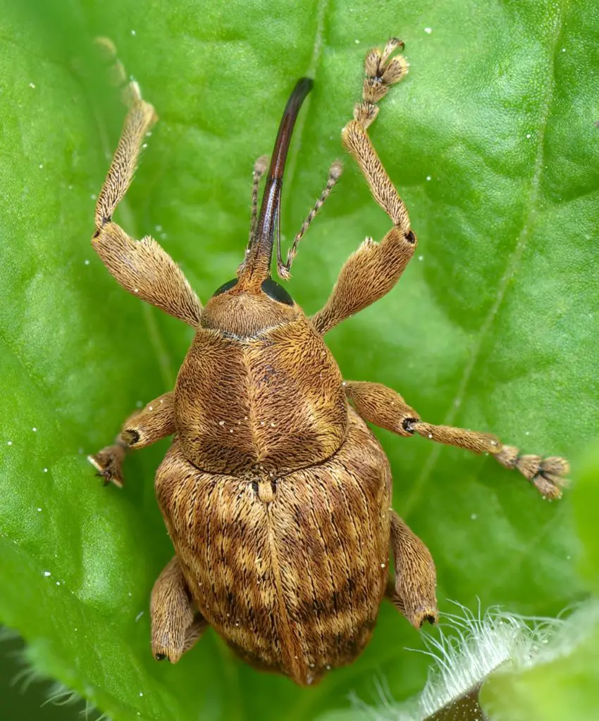 How To Get Rid of Weevils In Your House