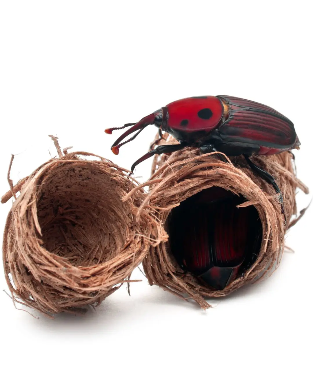 How To Get Rid of Weevils In Your House