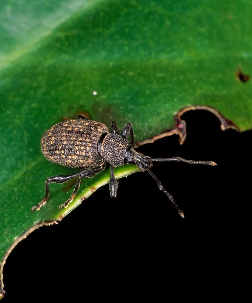How To Get Rid of Weevils In Your House