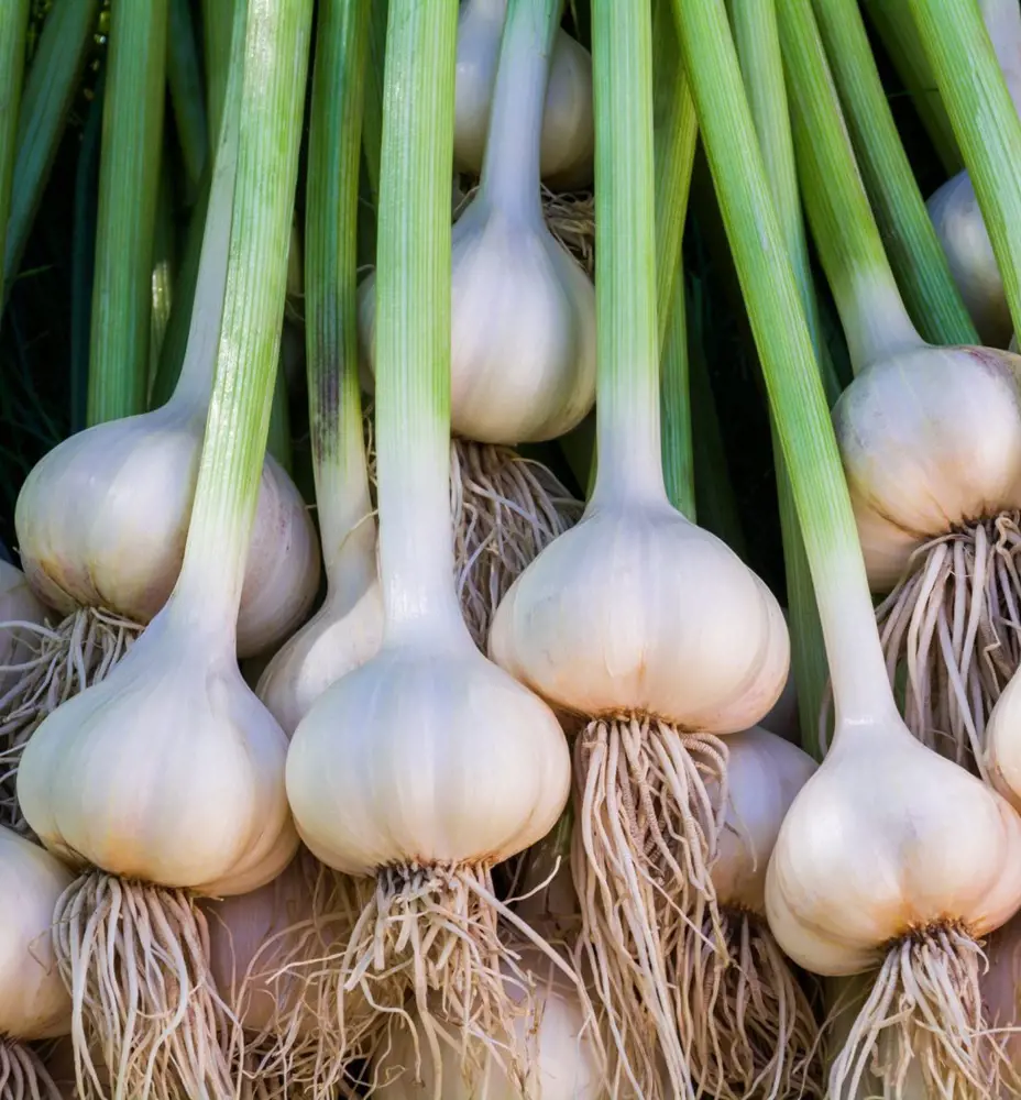 20+ Winter Vegetables to Plant for a Bountiful Harvest