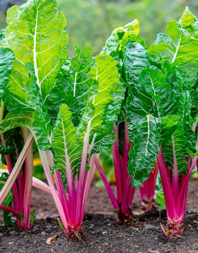 20+ Winter Vegetables to Plant for a Bountiful Harvest