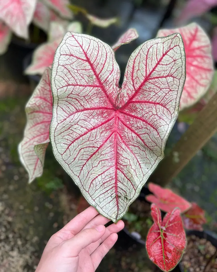 20 Full Sun Perennials For A Colorful Garden