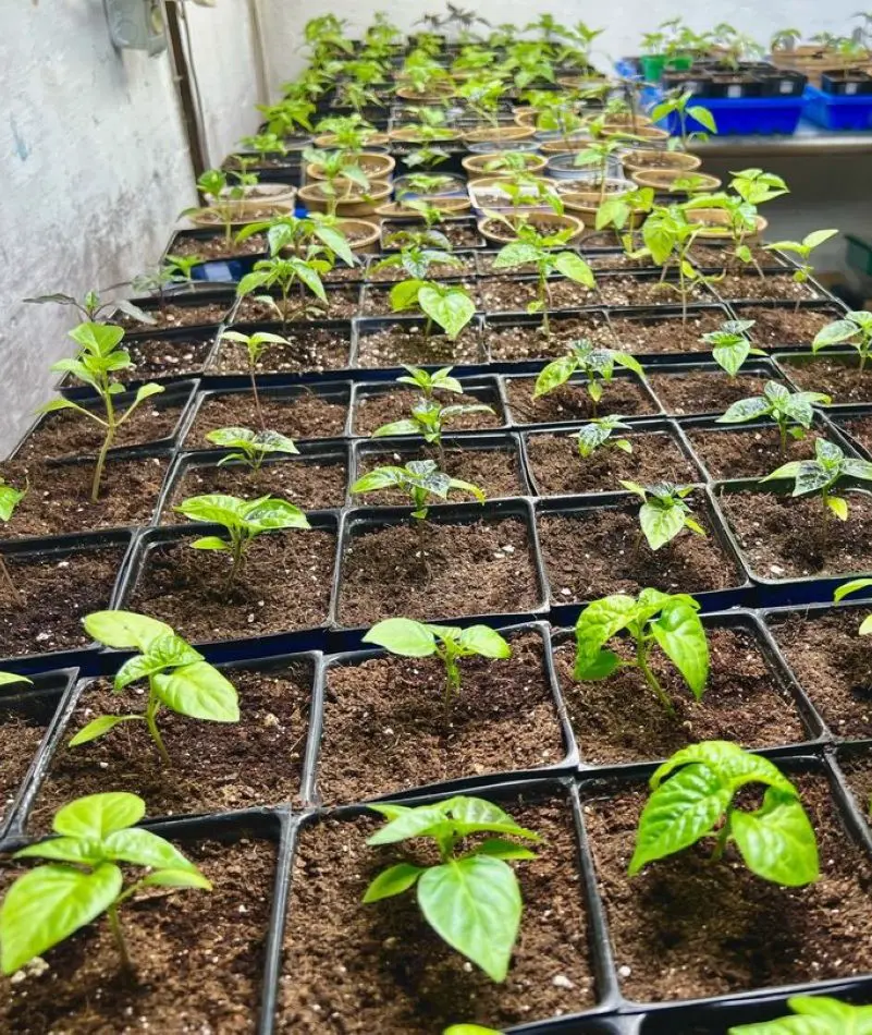 How To Germinate Pepper Seeds Faster