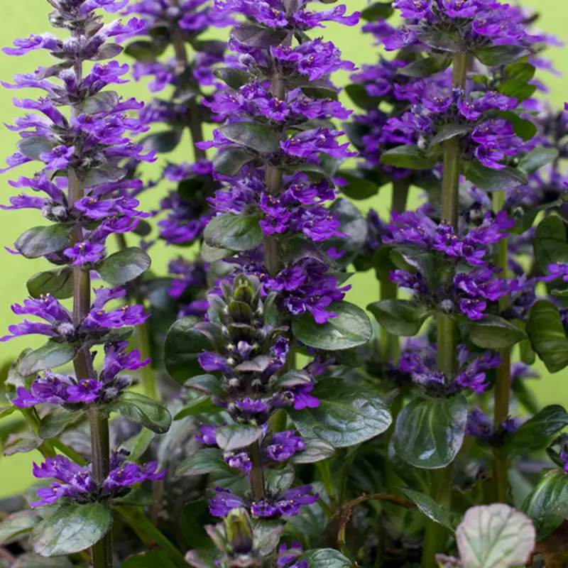 20 Invasive Plant Species You Should Avoid
