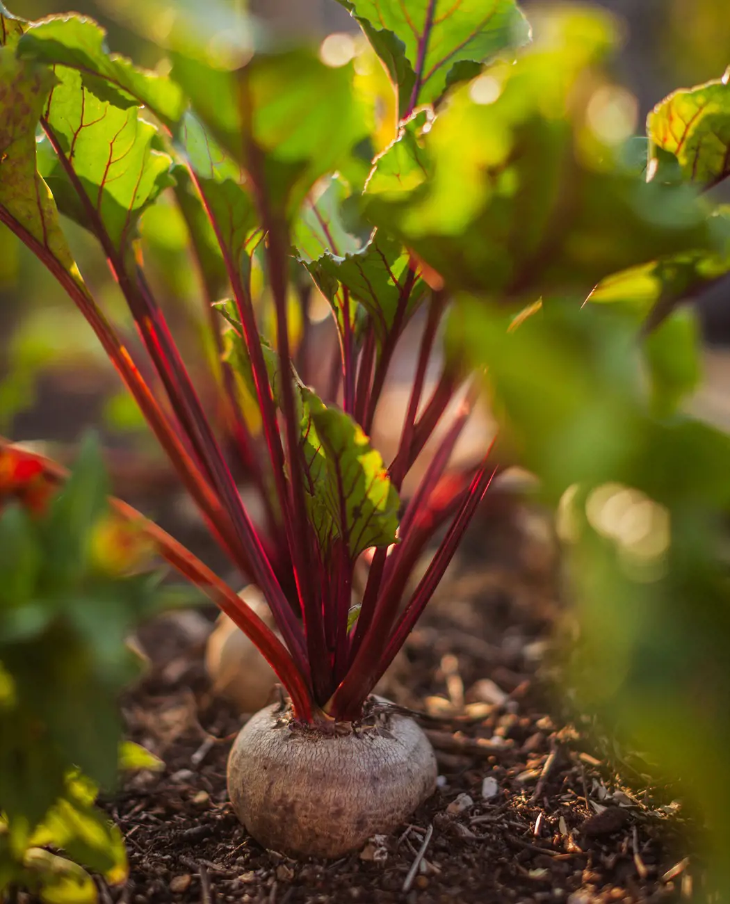 17 Best Companion Plants for Beets