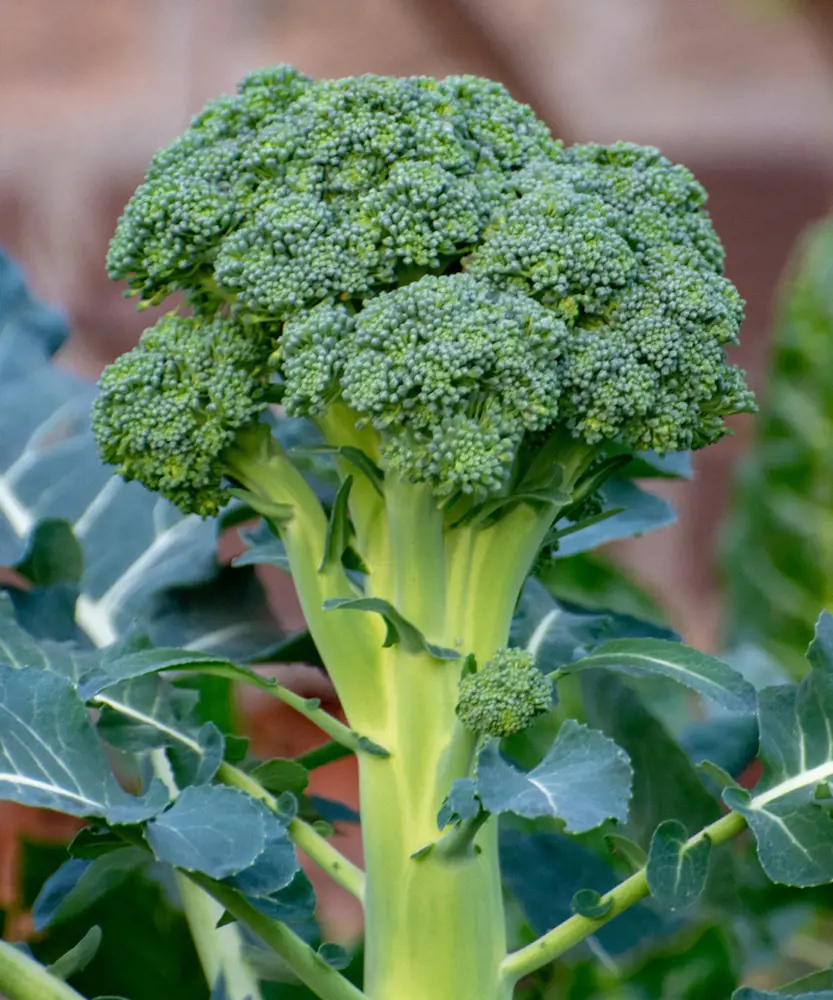 17 Best Companion Plants for Beets