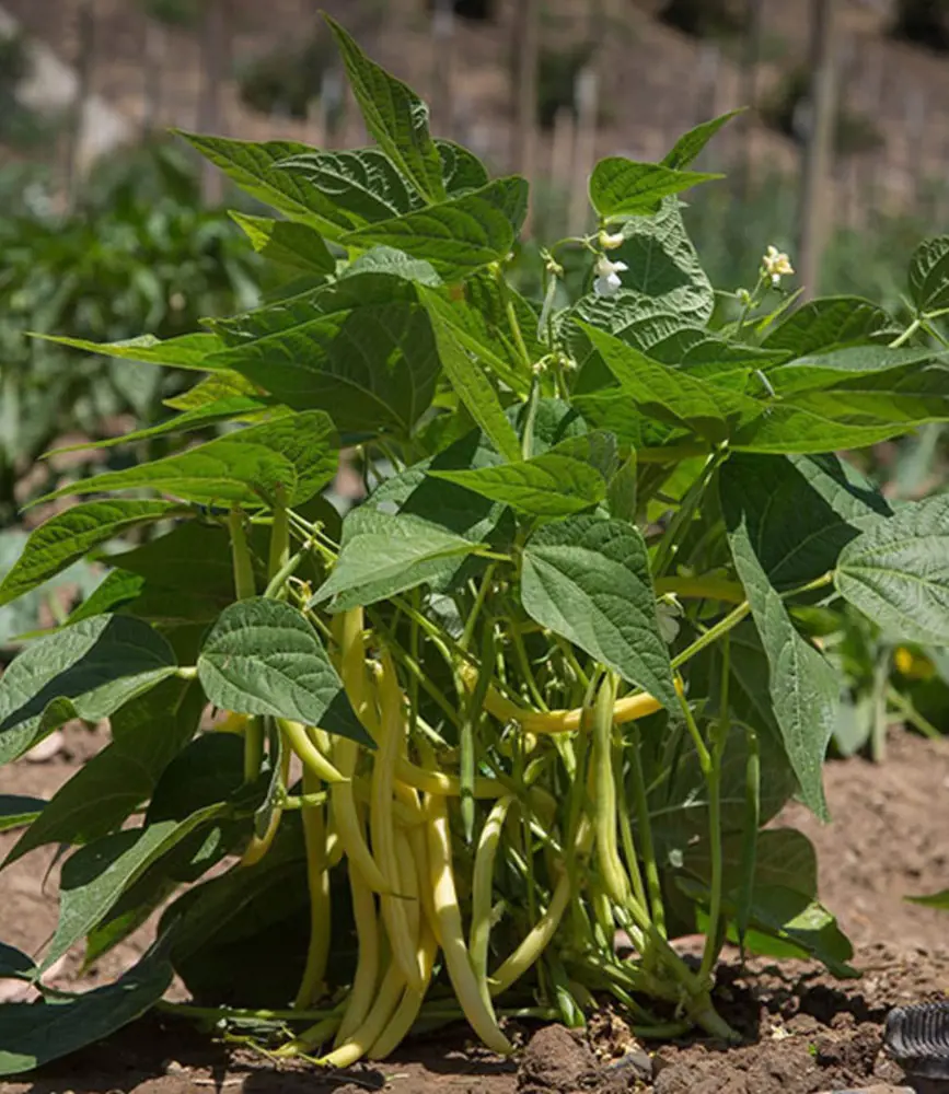 17 Best Companion Plants for Beets