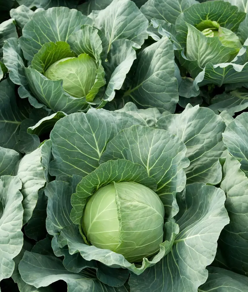 17 Best Companion Plants for Beets