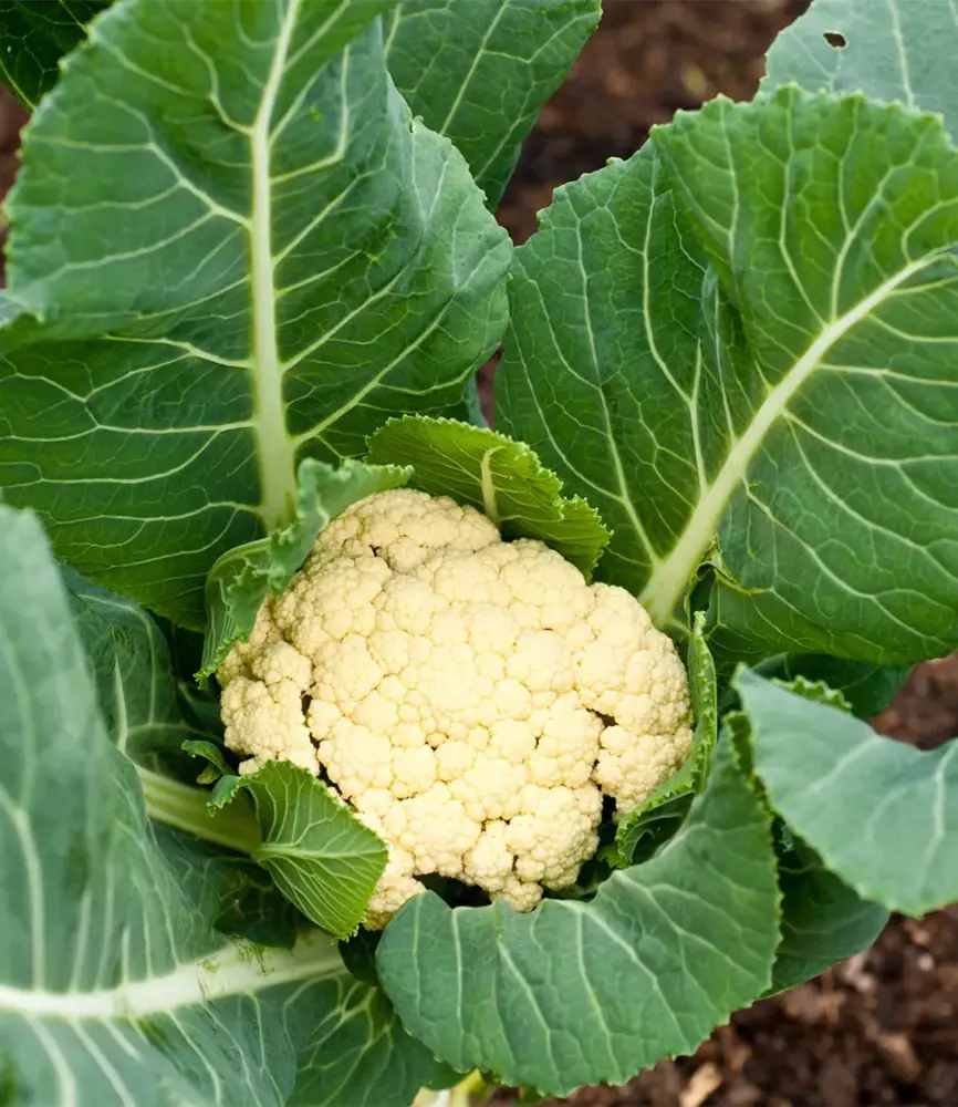 17 Best Companion Plants for Beets