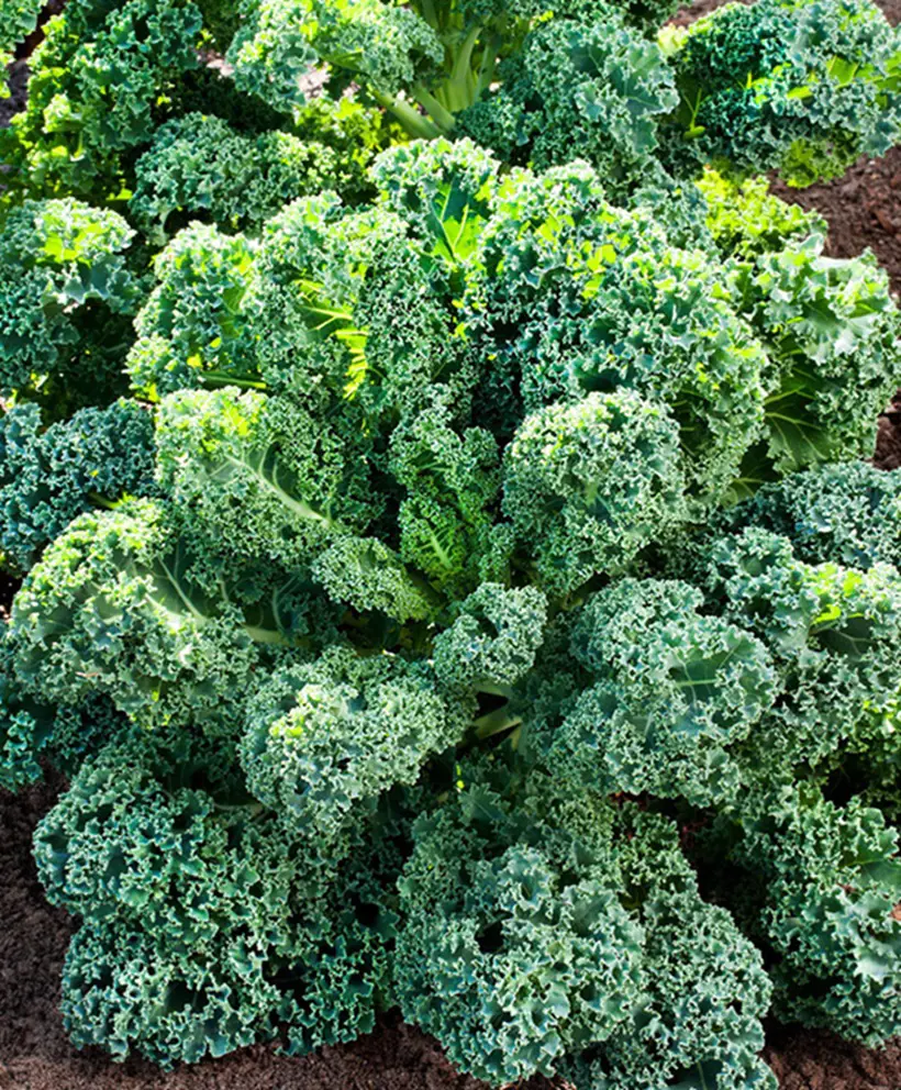 17 Best Companion Plants for Beets